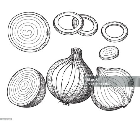 양파 손으로 그린 벡터 세트 전체 반지 및 반 컷 아웃 슬라이스 양파에 대한 스톡 벡터 아트 및 기타 이미지 양파 구근 식물 뿌리 Istock