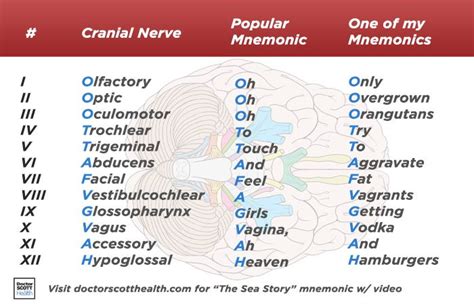 Cranial Nerves Mnemonic The Sea Story Cranial Nerves Mnemonic
