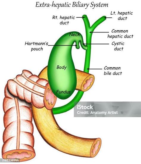 Anatomy Biliary System Stock Illustration Download Image Now 1980