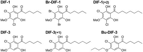 Chemical Structure Of Six Differentiation Inducing Factor Dif Compounds Download Scientific