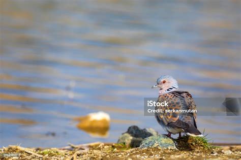 화려한 비둘기입니다 자연 배경입니다 새 유럽 거북이 비둘기 스트렙토펠리아 터터 0명에 대한 스톡 사진 및 기타 이미지 0명 갈색 거북이 Istock