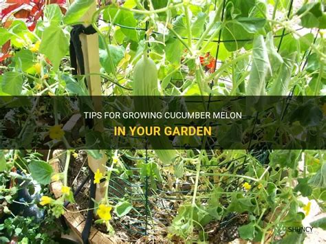 Tips For Growing Cucumber Melon In Your Garden Shuncy
