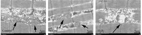 Effects Of H 2 O 2 Exposure On The Ultrastructural Morphology In The Download Scientific