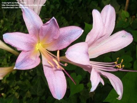 Plantfiles Pictures Lycoris Species Magic Lily Naked Lady