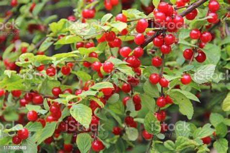 ფლორა პლიუსი ჩინური ჯუჯა ალუბალი Prunus Tomentosa