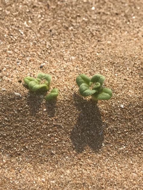 海边沙滩上常见的植物 海边生长的植物 伤感说说吧