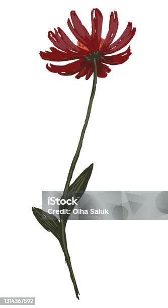 코네플라워 에키네시아 식물 컬러 야생화 그림 손으로 그린 벡터 그림 흰색으로 분리된 식물 클립아트 디자인 카드 인쇄 장식 타이포그래피 스티커를 위한 부드러운 단일 요소 0