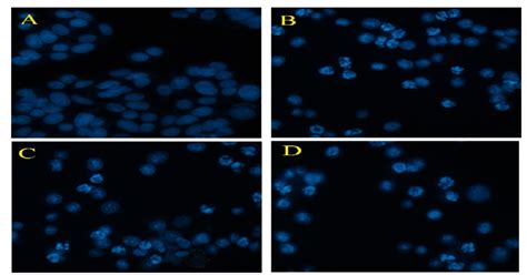 Nucleus Of AsPC Cells Stained With DAPI A Control Group B Download Scientific Diagram