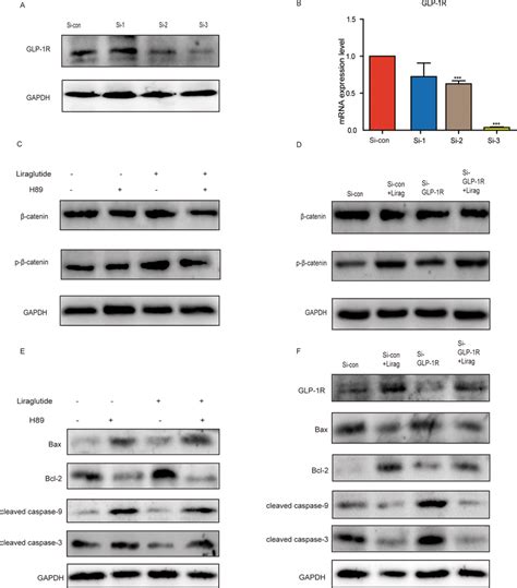 Liraglutide Reduces Apoptosis Of Hcmscs Via Pkaβ Catenin Pathway A Download Scientific