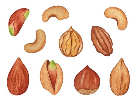 손으로 그린 수채화 너트 컬렉션 무료 벡터
