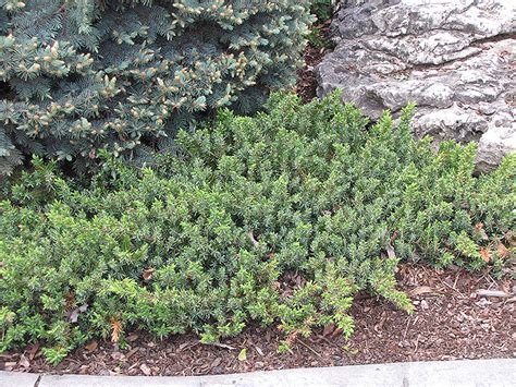 Dwarf Japanese Garden Juniper Juniperus Procumbens Nana In Augusta Manchester Lewiston
