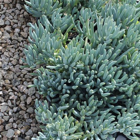 Senecio Serpens