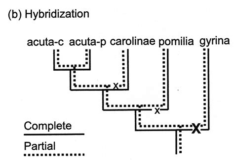 Freshwater Gastropods Of North America What Is A Species Tree