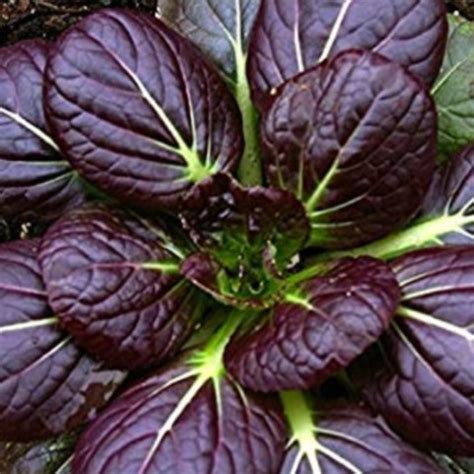 100 Red Tatsoi Ta Ke Cai Seeds Fr Sg Shopee Singapore