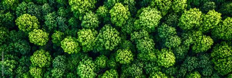 Ai Deforestation Detection In Environmental Monitoring Where Artificial