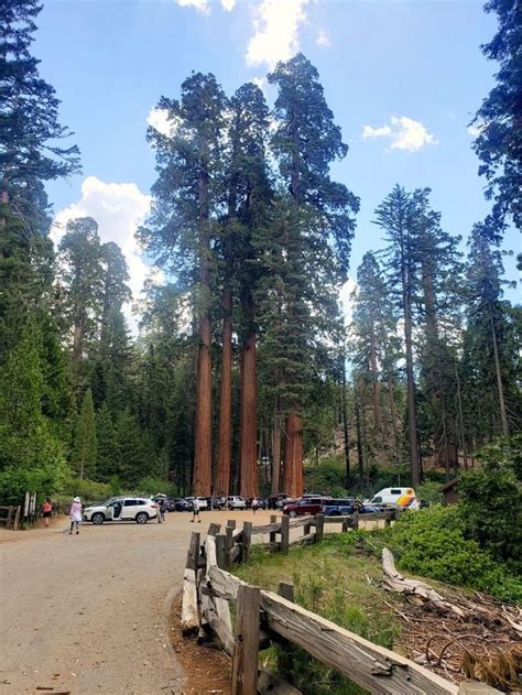 How To Travel From Los Angeles To Sequoia National Park