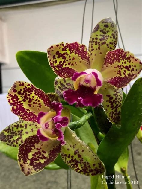 Buy Rhyncholaeliocattleya Yuan Dung Python Orchids Online