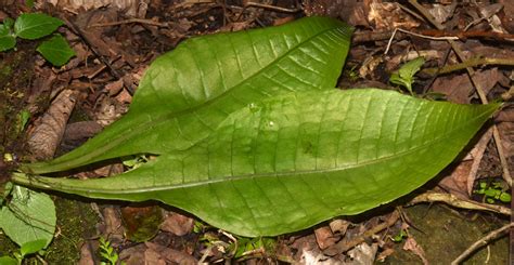 Microsorum Membranaceum Eflora Of India