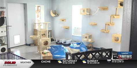 Stephens County Humane Society Debuts Remodeled Cattery