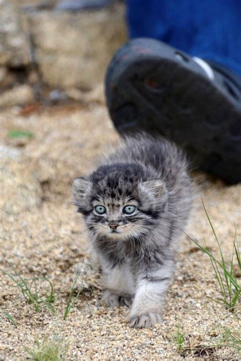 廃棄された列車内で生まれたマヌルネコの赤ちゃん。母親とはぐれた為人間の手による子育てが開始される（ロシア） マヌルネコ キュートな猫