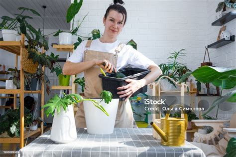 집 식물 Philodendron을 가정 인테리어의 새 화분으로 분갈이 여자는 냄비에 흙을 붓고 화분에 심은 식물을 돌보고 뿌리가 있는 흙 덩어리 30 34세에 대한 스톡