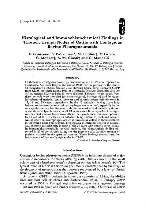 Pdf Histological And Immunohistochemical Findings In Thoracic Lymph Nodes Of Cattle With