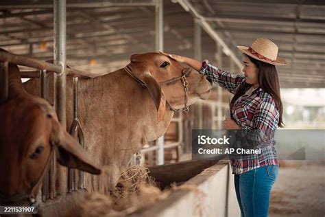 농장 노동자 또는 가축 관리자 농장 운영 건강 기록 또는 사료 공급 일정 현대 농업 기술 운영 효율성 가금류에 대한 스톡 사진 및 기타 이미지 Istock