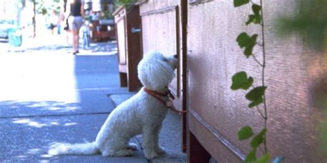 Cakephp3、cakephp4、cakephp5のバージョンを指定してインストールする詳細な手順を解説 エス技研