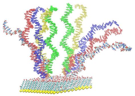 Snapshots From The 100 Ns Simulation Of Two Probes Separated By 25Å On
