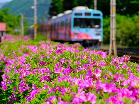 見頃を迎えて 秩父鉄道 山川草木鐵道紀行