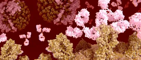 High Throughput Multi Parametric Analysis Accelerates Antibody