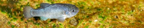 Devils Hole Pupfish Banner