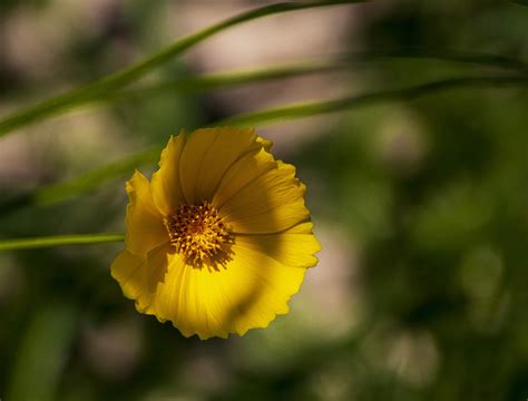 Biji Kutu Kaliopsis Bunga Kuning Foto Gratis Di Pixabay Pixabay