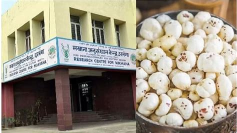 योजनाः बिहार में मखाना की खेती के लिए 75 फ़ीसदी सब्सिडी जानिए कैसे