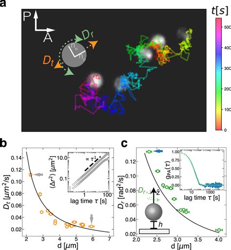The Translational And Rotational Diffusion Of An Individual Particle Is Download Scientific