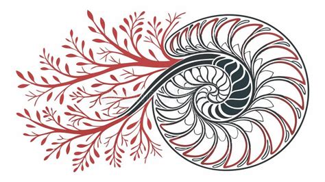 nautilus shell spiral fibonacci sequence and nature design vector design generative ai stock