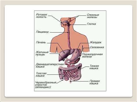 Органи травлення людини презентация онлайн