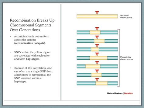 Ppt Understanding Gwas Chip Design Linkage Disequilibrium And Hapmap Powerpoint Presentation