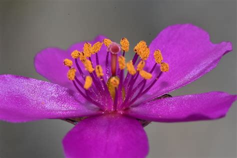 Cistanthe Longiscapa Botanical Realm