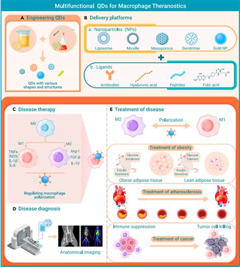 The Potential Of Engineered Multifunctional Quantum Dots For Macrophage