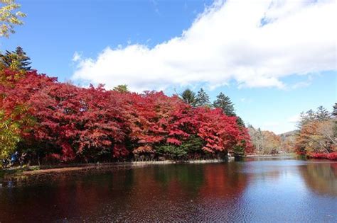 雲場池の紅葉 2024年の見頃と現在の色づき状況はライトアップは軽井沢 歩いてみたブログ