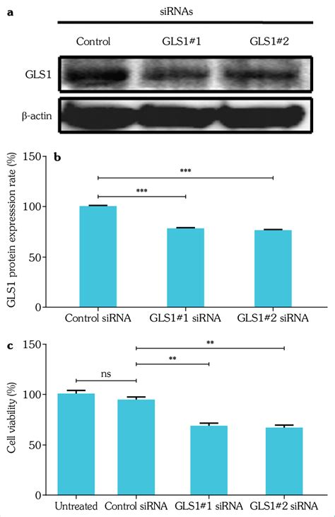 Glutaminase Gls1 Knockdown With Targeted Small Interfering Rnas Download Scientific Diagram