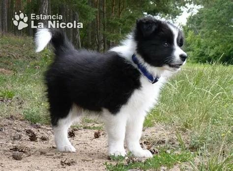 Cachorro Border Coliie Blanco Y Negro 19 En Venta En Hurlingham Bs As
