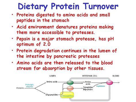 Protein Turnover And Amino Acid Catabolism Protein Degradation