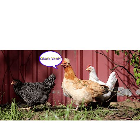 Cluck Yeah Care For Small Flocks Tickets Wednesday Nov 12 2025 From 5 Pm To 7 Pm Eventbrite