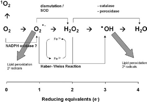 Reactive Oxygen Species Ros Formed From Molecular Oxygen And Likely Download Scientific