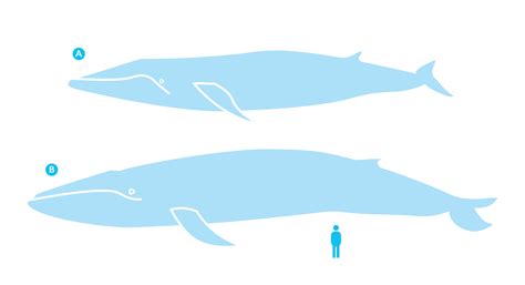 Blue Whale Size Comparison