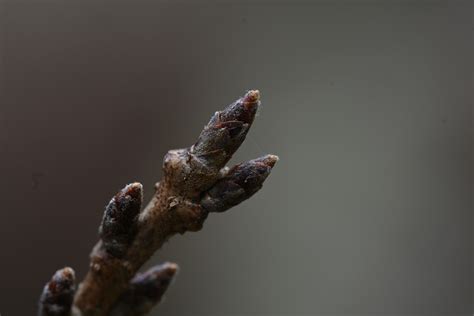 桜の冬芽 王龍寺の季節