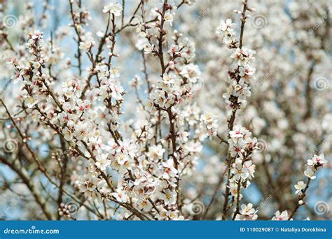 Apricot Flowers In Spring Floral Background Stock Image Image Of