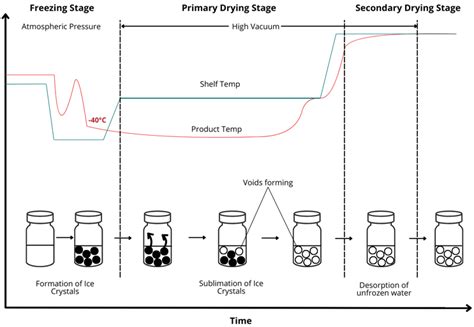 The Importance Of Primary And Secondary Drying And Their Impact On Lyophilization
